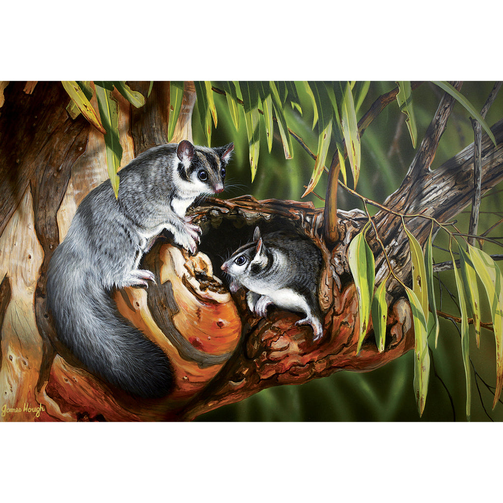 JMH14 Home Of Your Dreams (Australian Sugar Gliders) – Art Publishing ...
