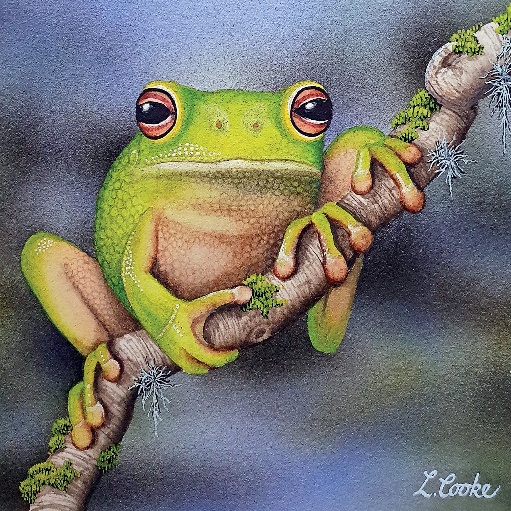 Tree Frog Drawings