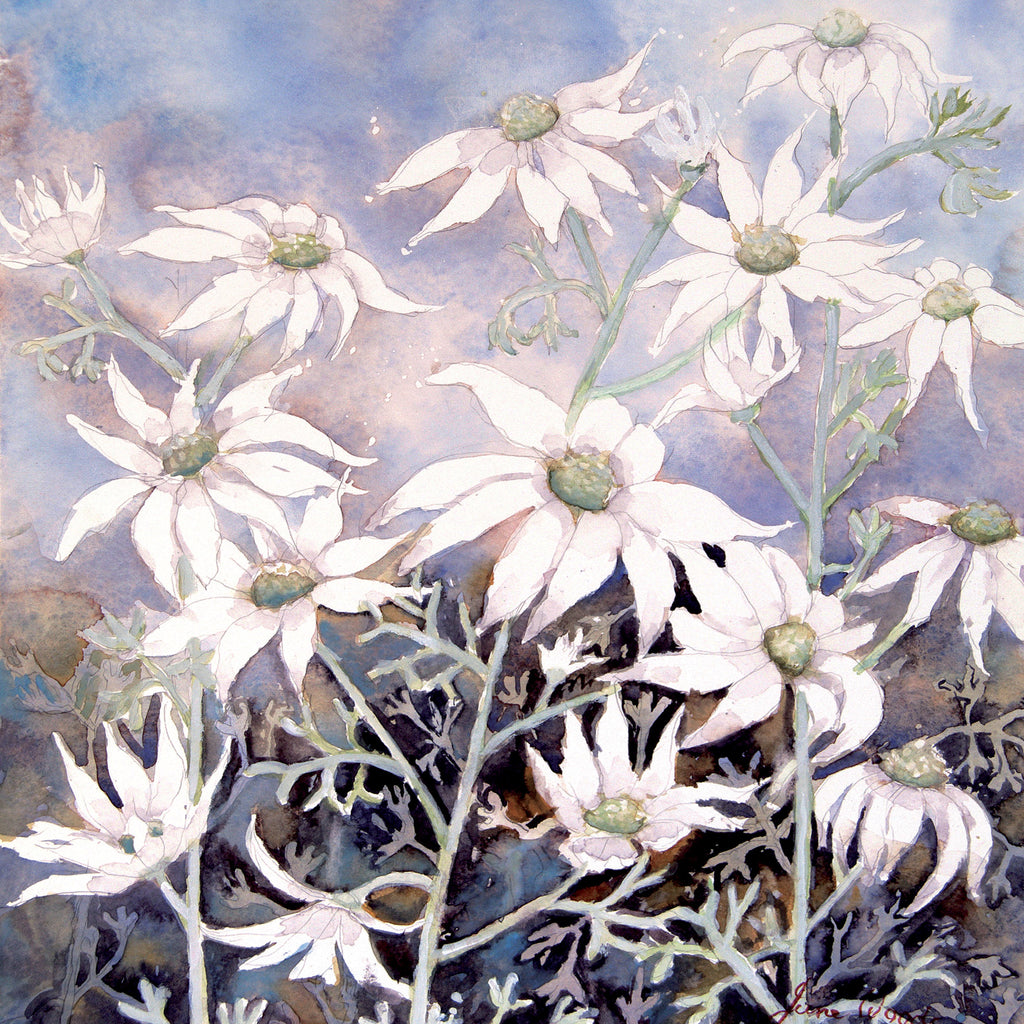 JSW23G Australian Flannel Flowers – Art Publishing Australia