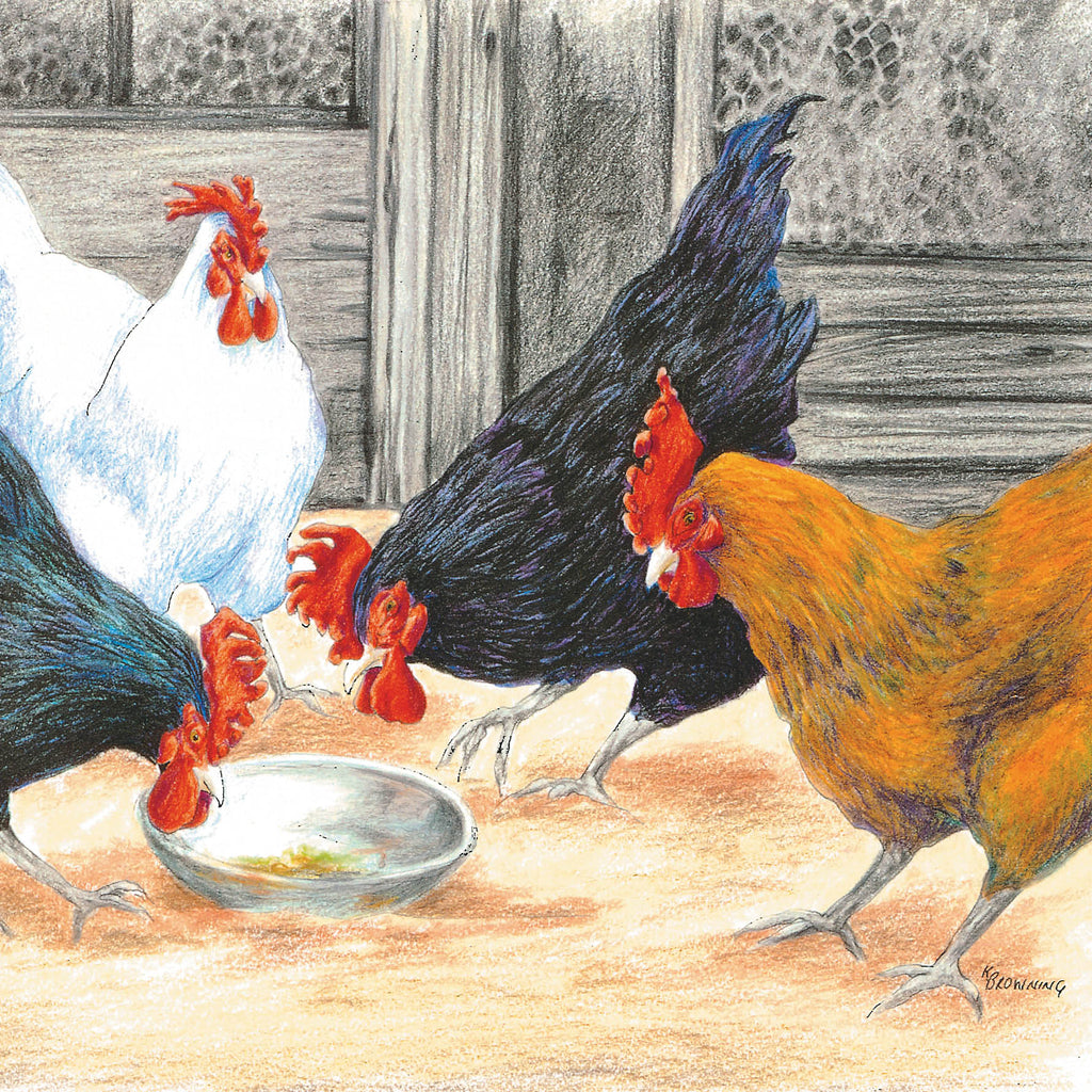 KB15G Here Chook, Chook! – Art Publishing Australia