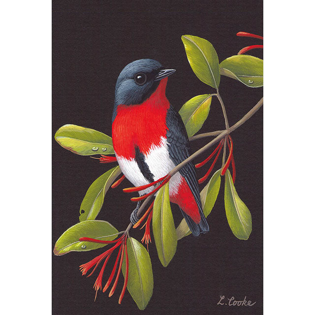 LC50 Australian Mistletoe Bird – Art Publishing Australia