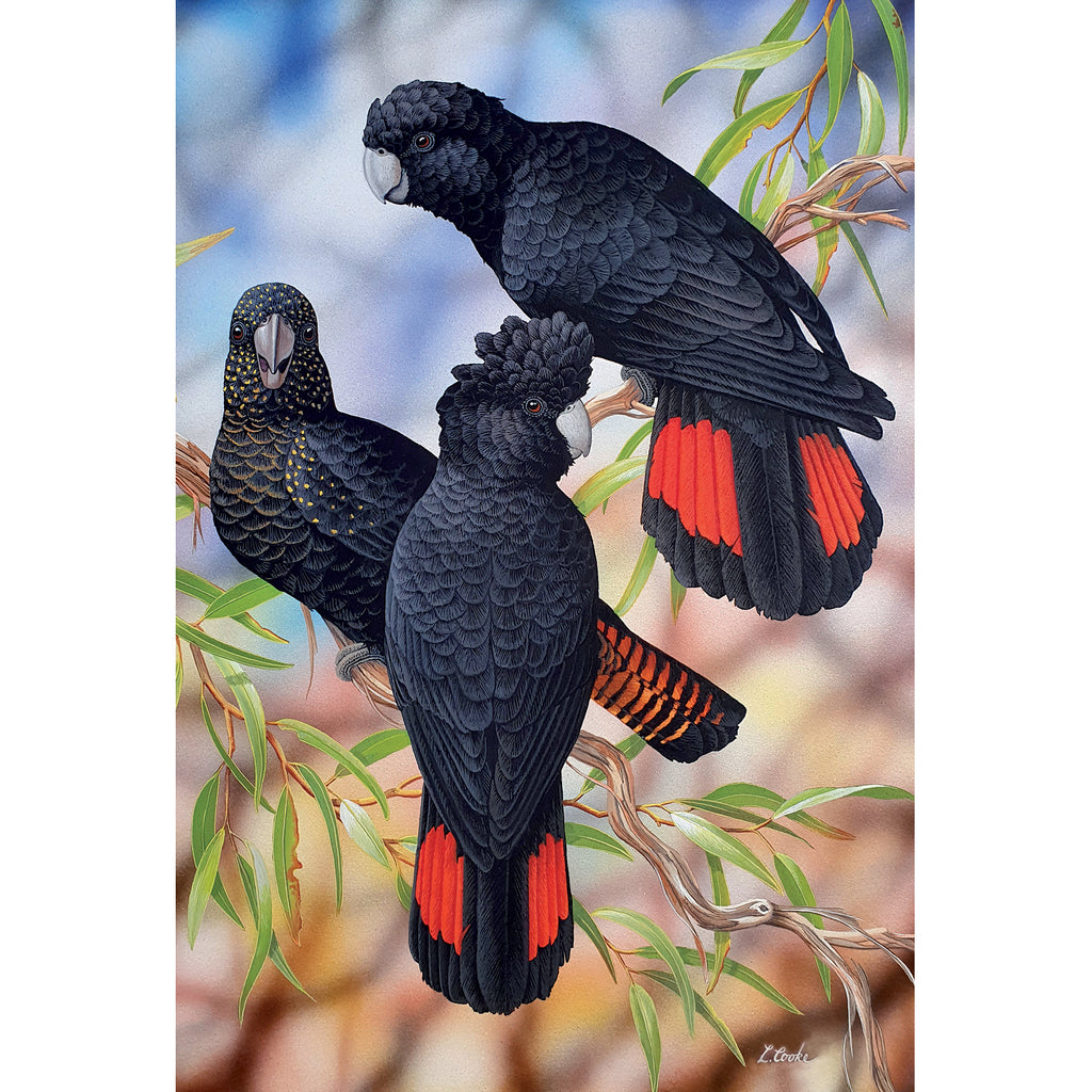 LC70 Australian Red-Tailed Black Cockatoos – Art Publishing Australia